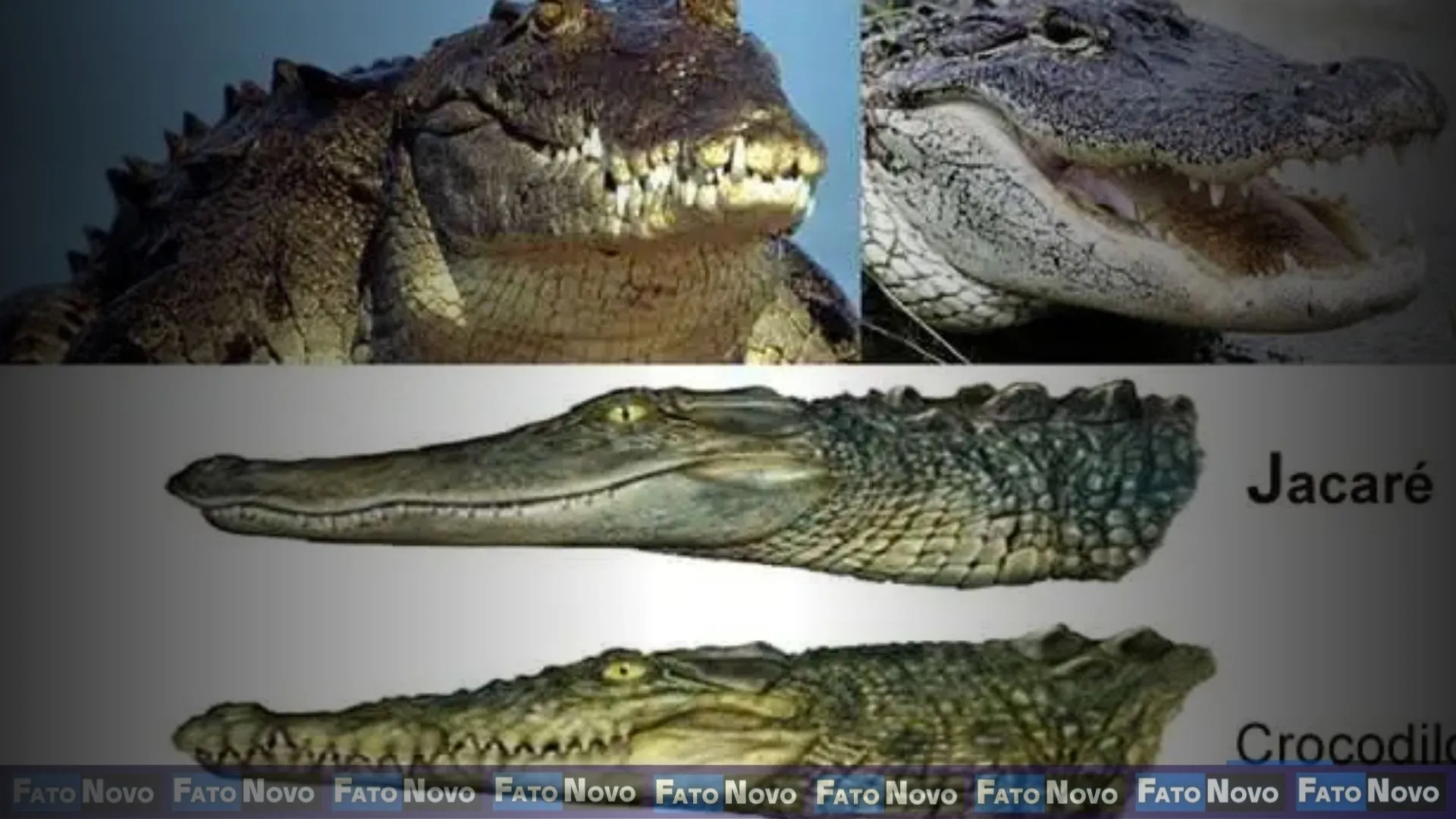 Qual a diferença entre crocodilo e jacaré? E por que não existe ...